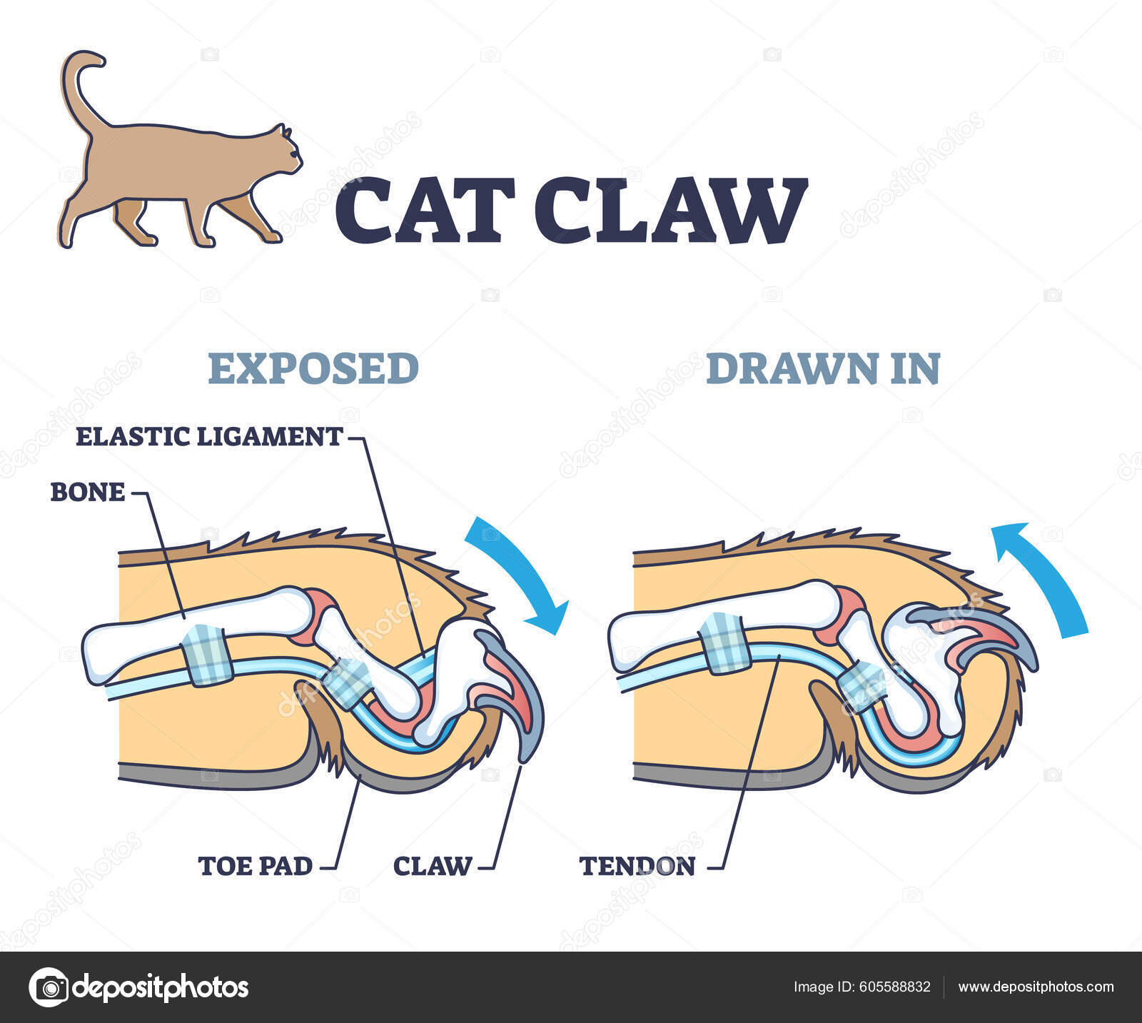 Cat Claw Anatomy Exposed Drawn Pose Comparison Outline Diagram Labeled Stock Vector by ...