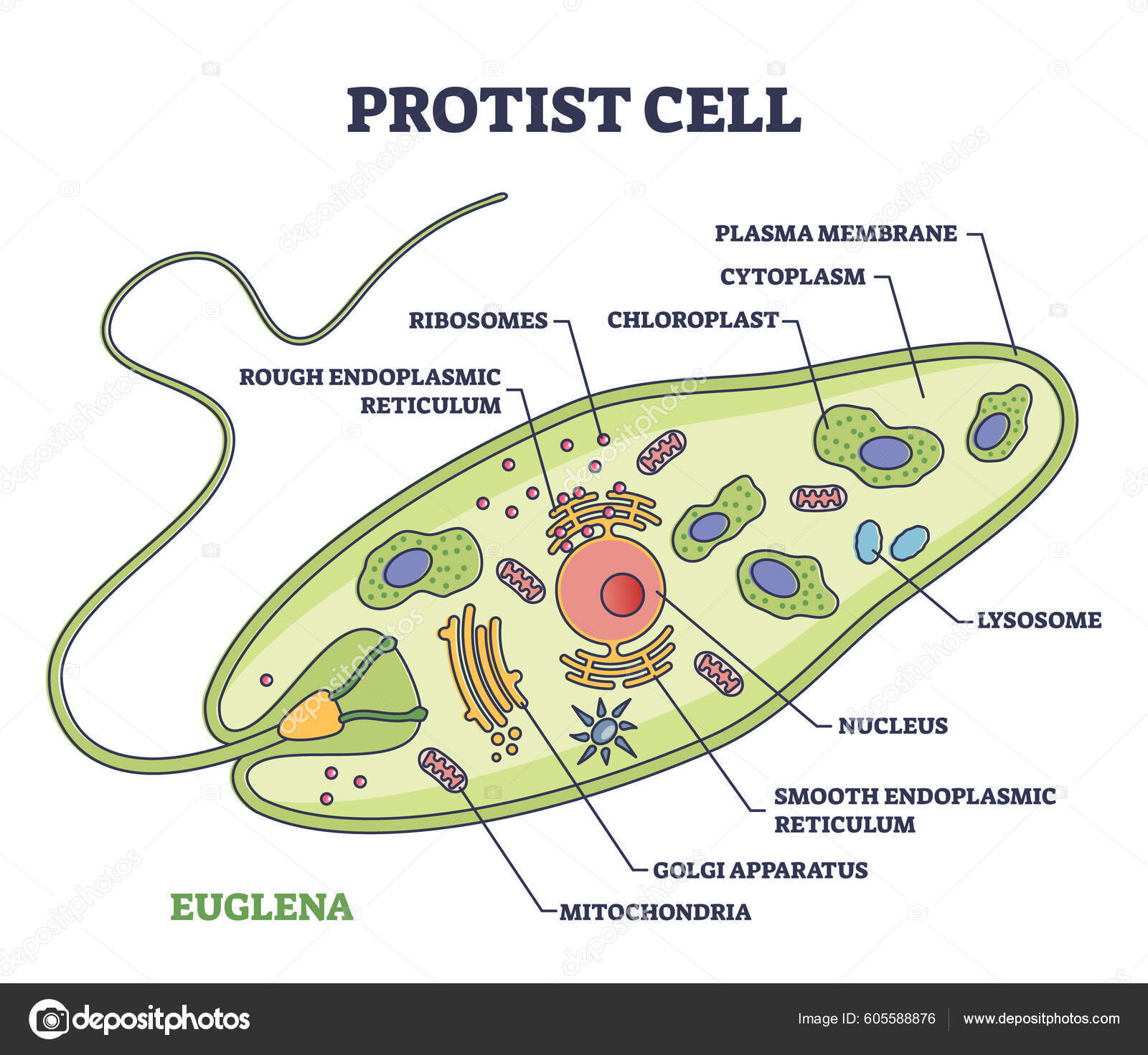 Protist Cell Division Diagram Protista Diagram