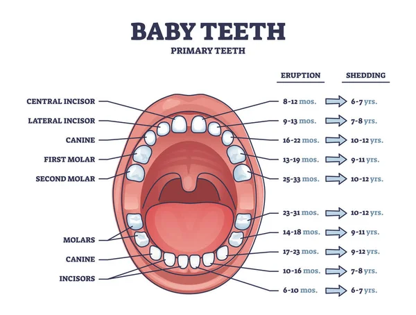 Teeth eruption chart Vector Art Stock Images | Depositphotos