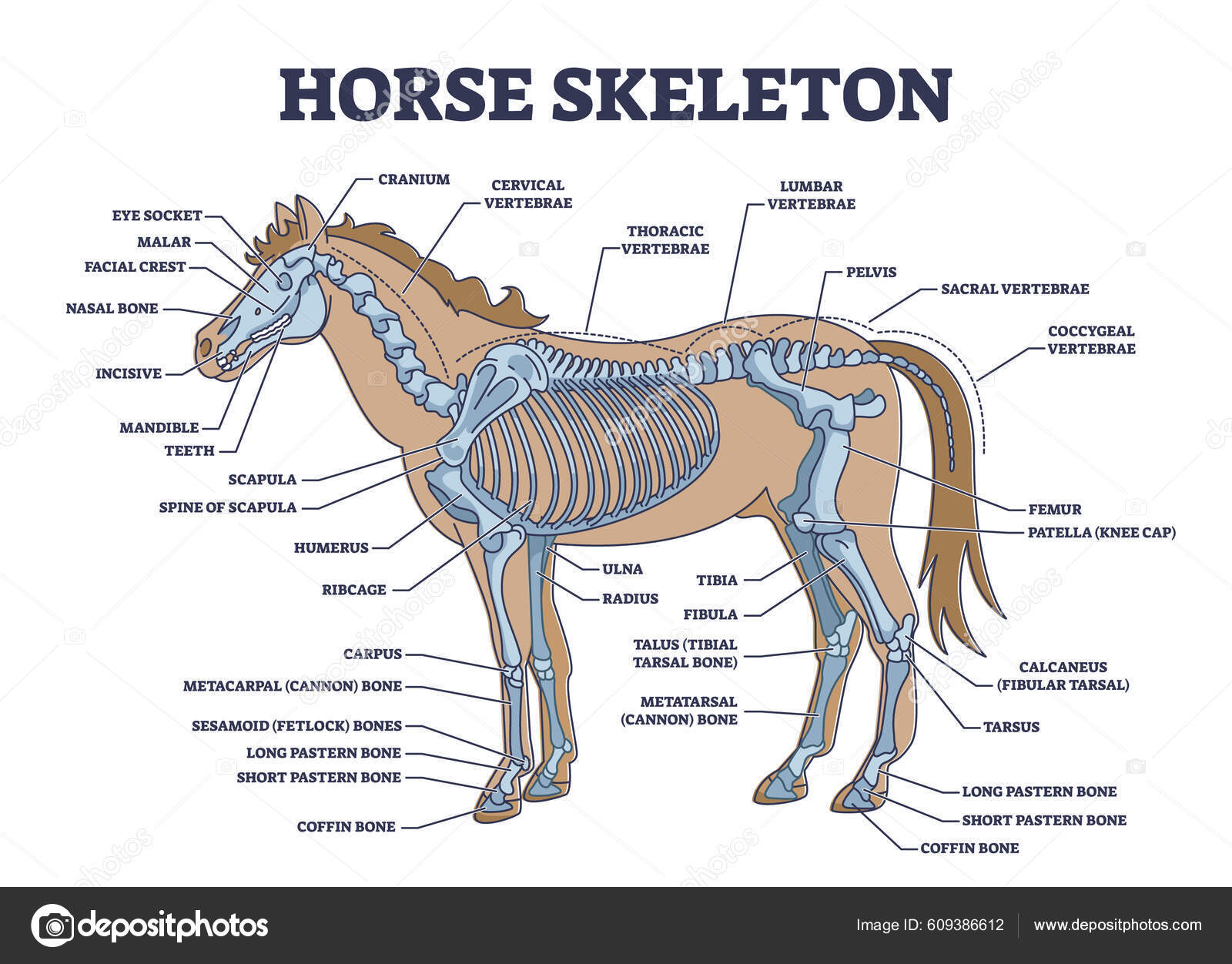 Esqueleto De Anatomia De Cavalo