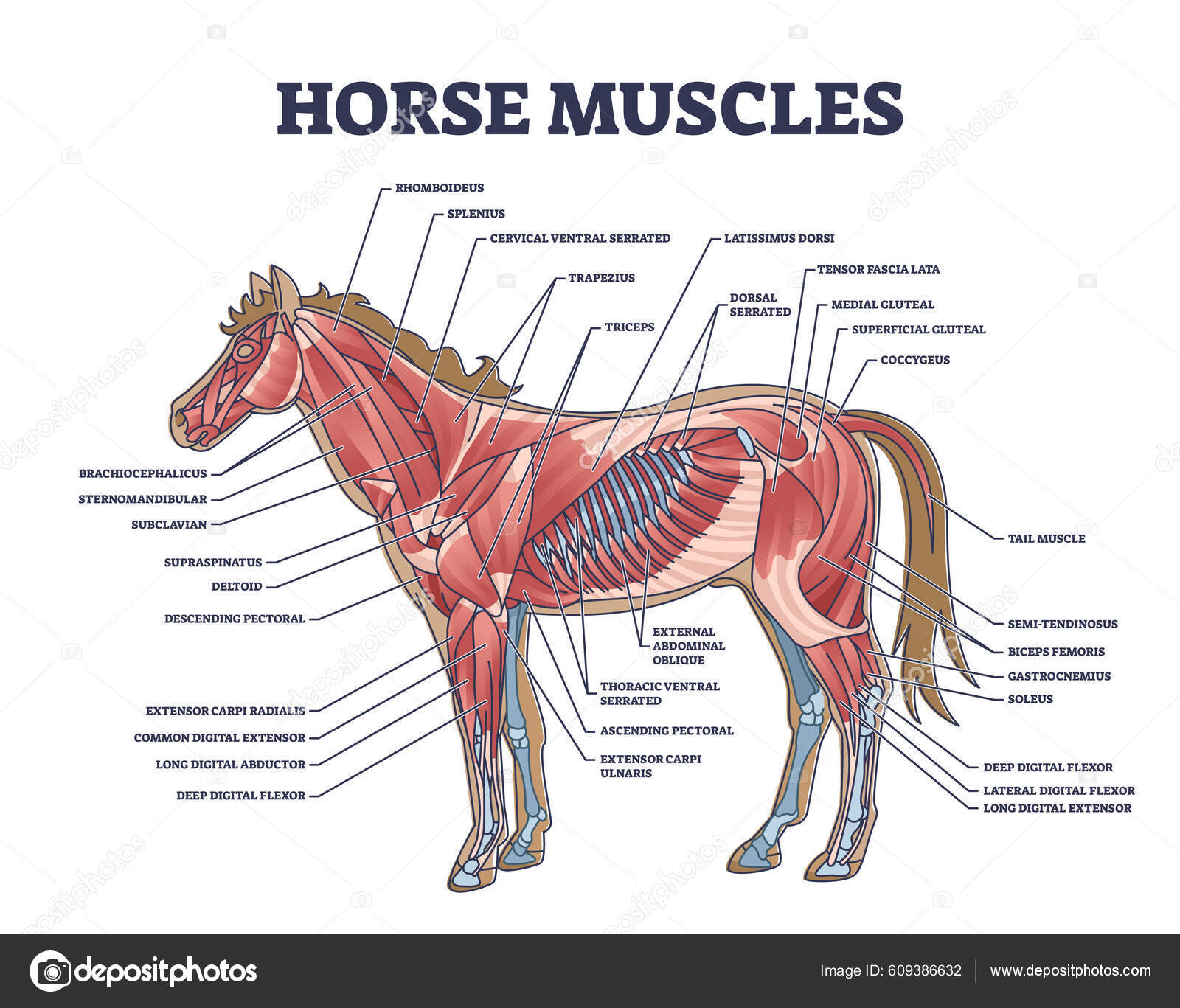 Estructura Los Músculos Los Caballos Con Detallado Diagrama Contorno ...