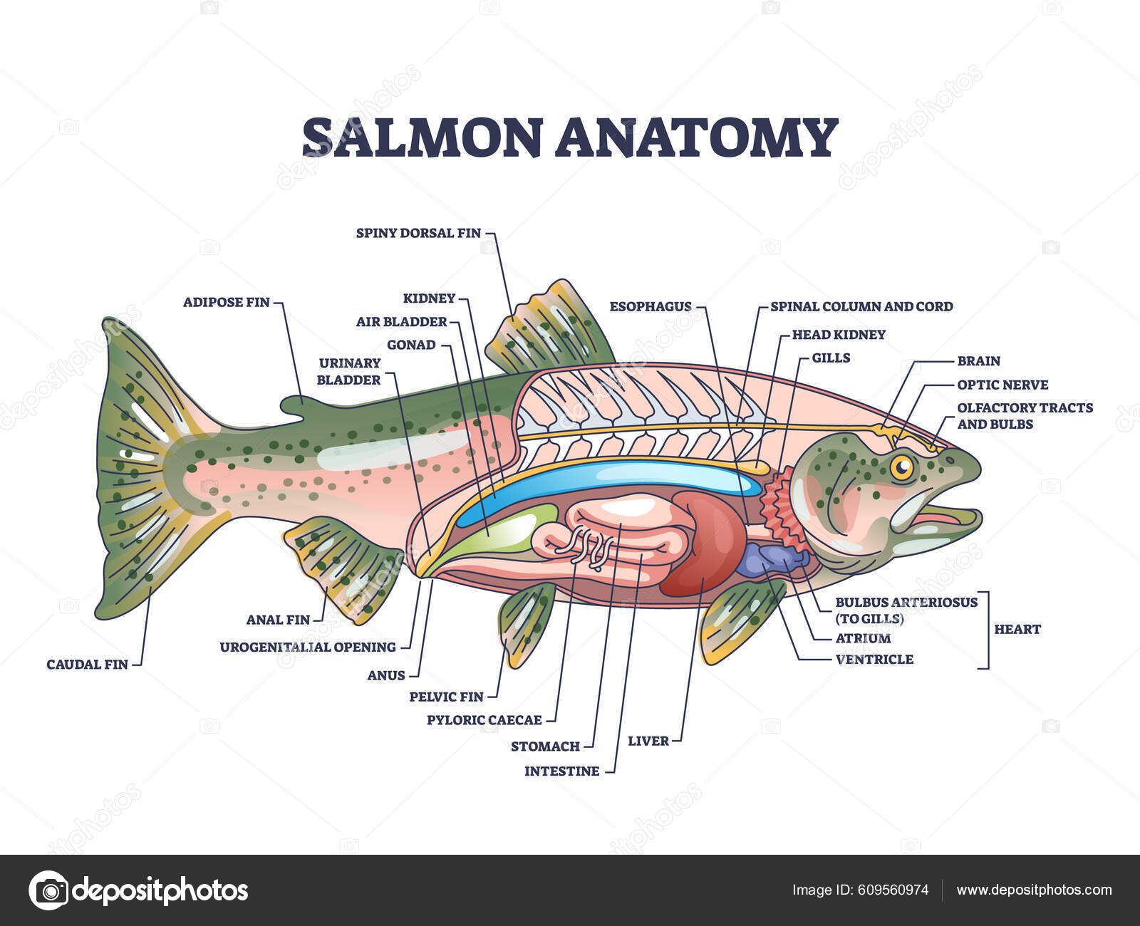 Anatomía Los Peces Salmón Con Estructura Interna Biológica Diagrama ...