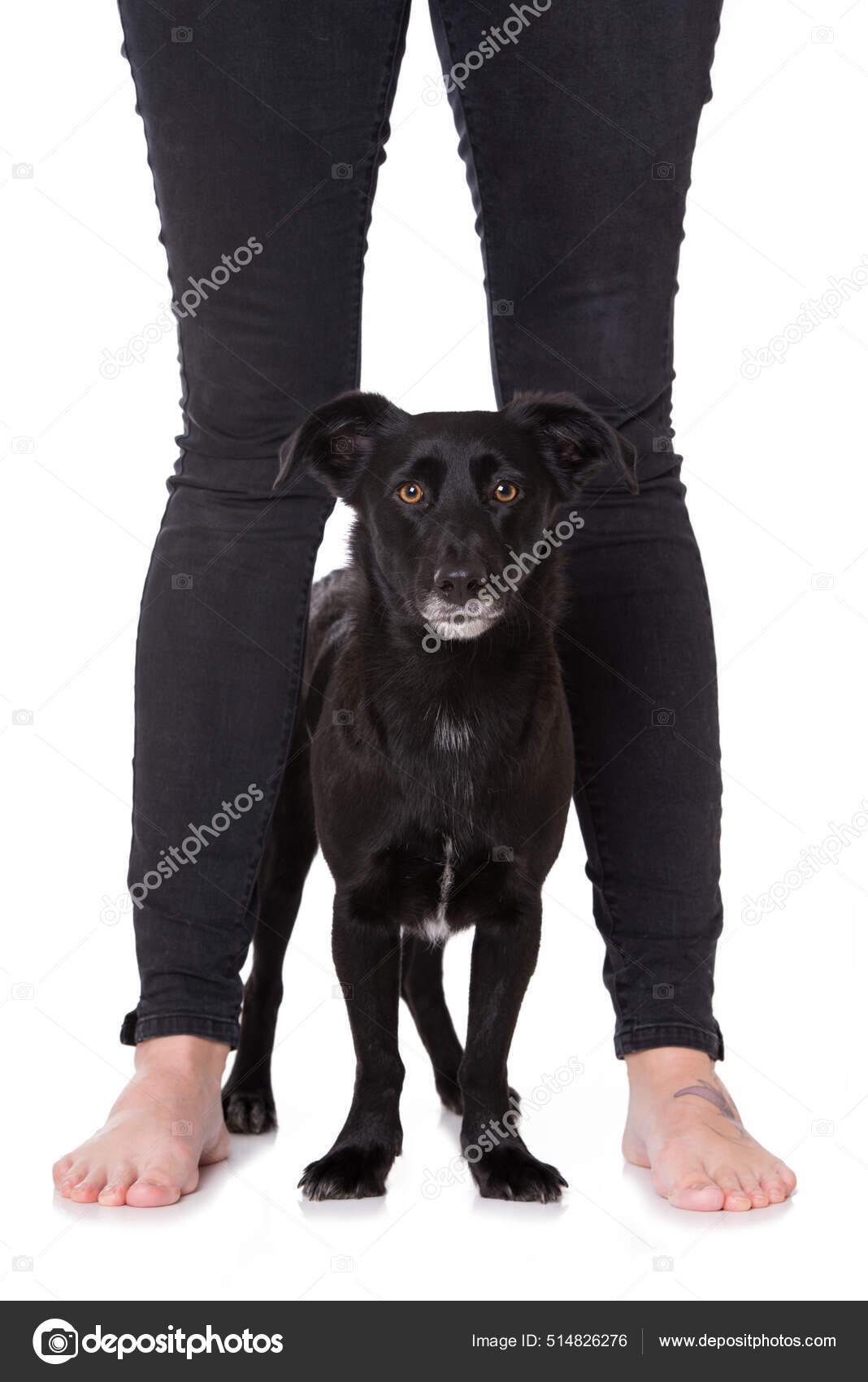 Cross Breeding Humans With Animals