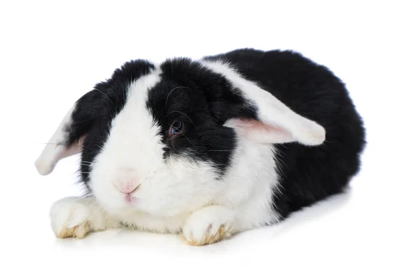 Dwarf Rabbit Isolated White Background — Stock Photo © Judithdz #538349340