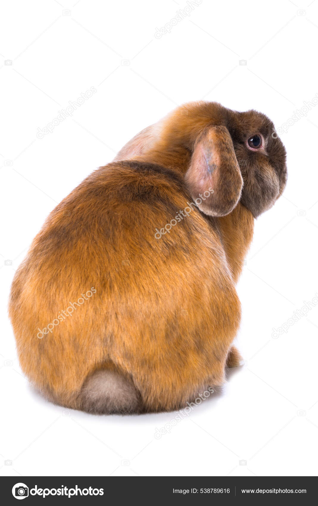 Brown Satin Rabbit Isolated White Background — Stock Photo © Judithdz ...