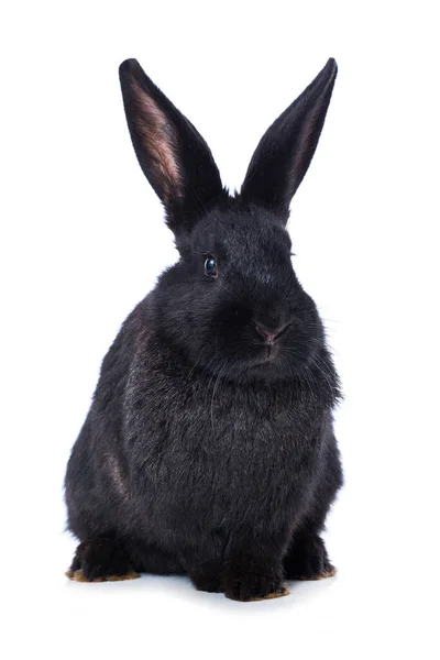 Black bunny Stock Photos, Royalty Free Black bunny Images | Depositphotos