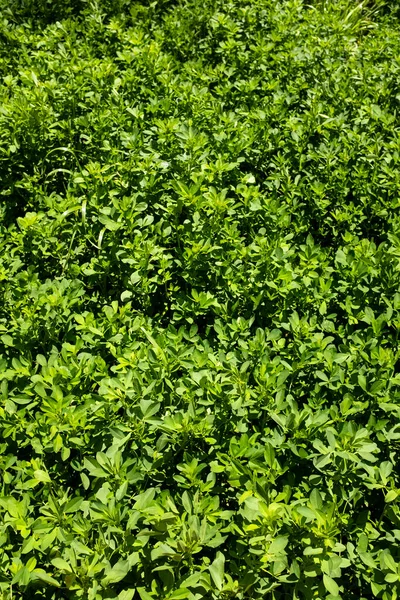 Maca plant Stock Photos, Royalty Free Maca plant Images | Depositphotos