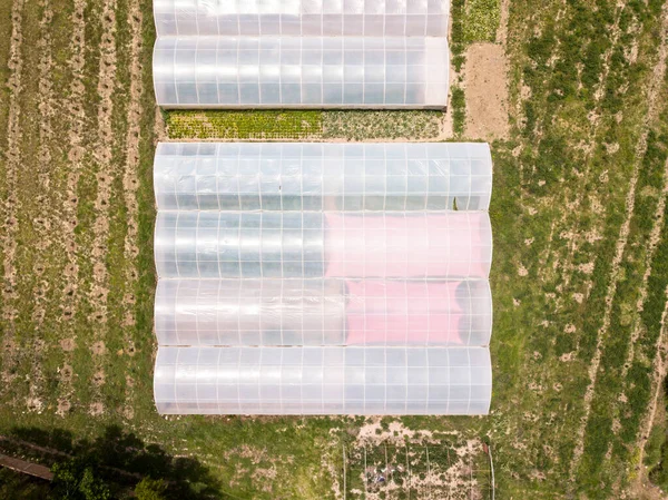 Greenhouse growth Stock Photos, Royalty Free Greenhouse growth Images ...