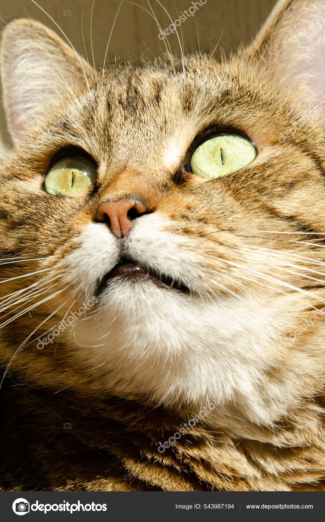 Selective Focus Face Striped Brown Cat Copy Space Portrait Tabby ...