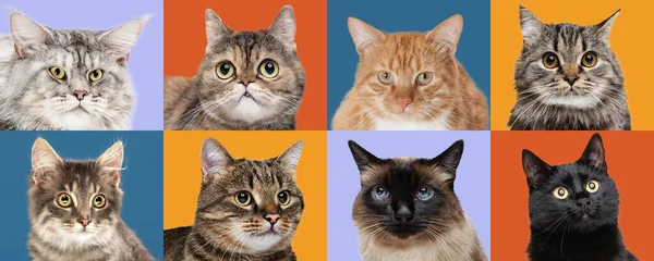 Cat collage Stock Photos, Royalty Free Cat collage Images | Depositphotos