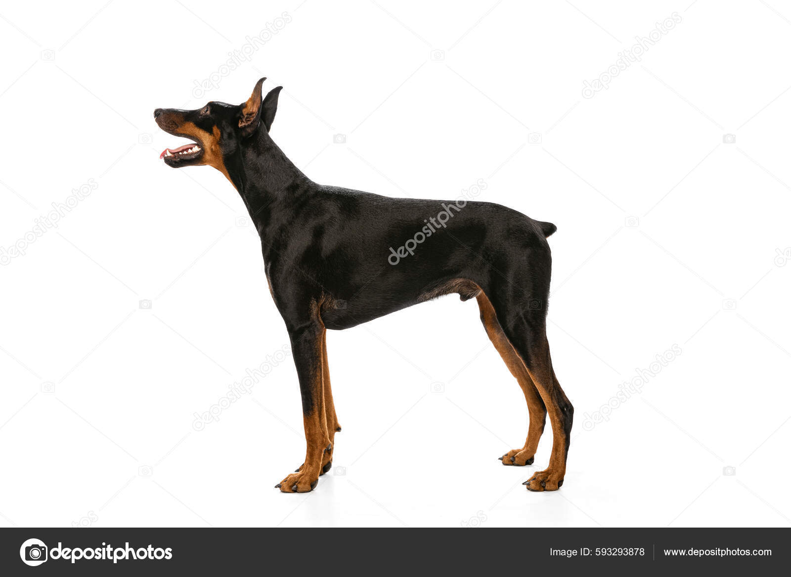 Side View Studio Shot Adorable Black Brown Doberman Isolated White ...