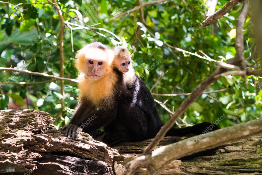 Familia de monos capuchinos salvajes en una rama de la selva. 2024