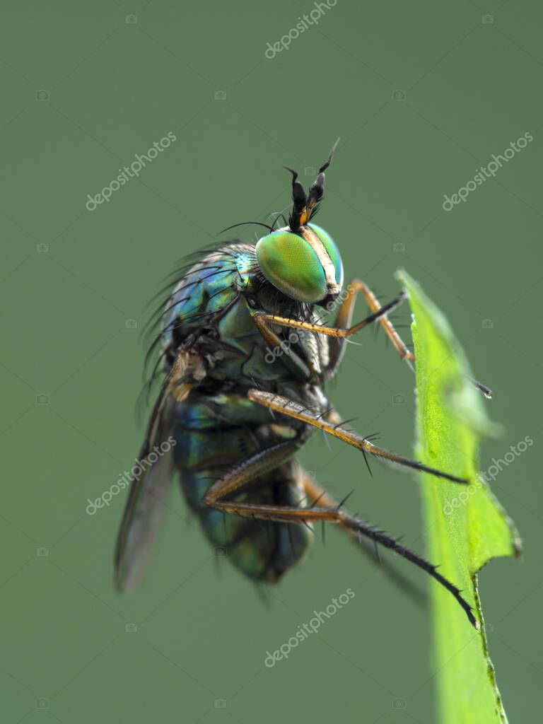 Vista de cerca de una mosca de patas largas de color verde (especie ...