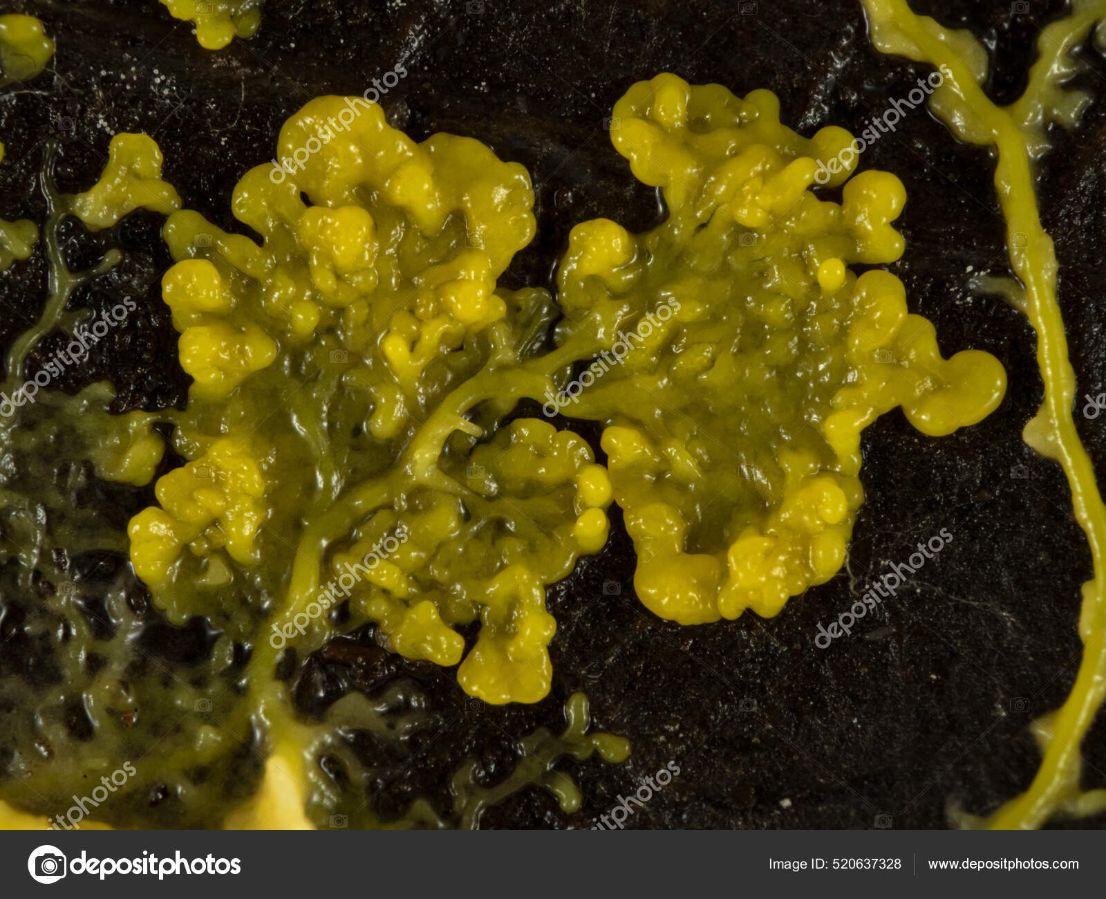 Close Plasmodium Yellow Slime Mould Slime Mold Physarum Polycephalum ...