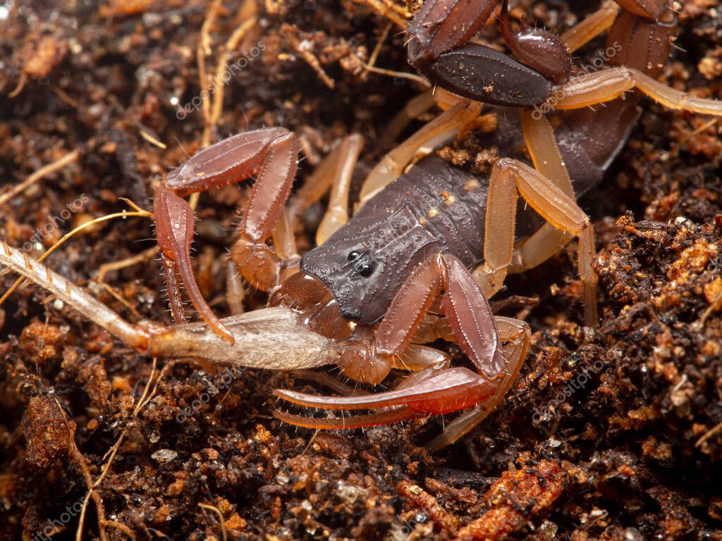 escorpi n de corteza marr n juvenil, Centruroides gracilis, alimentaci n en pierna de grillo ...