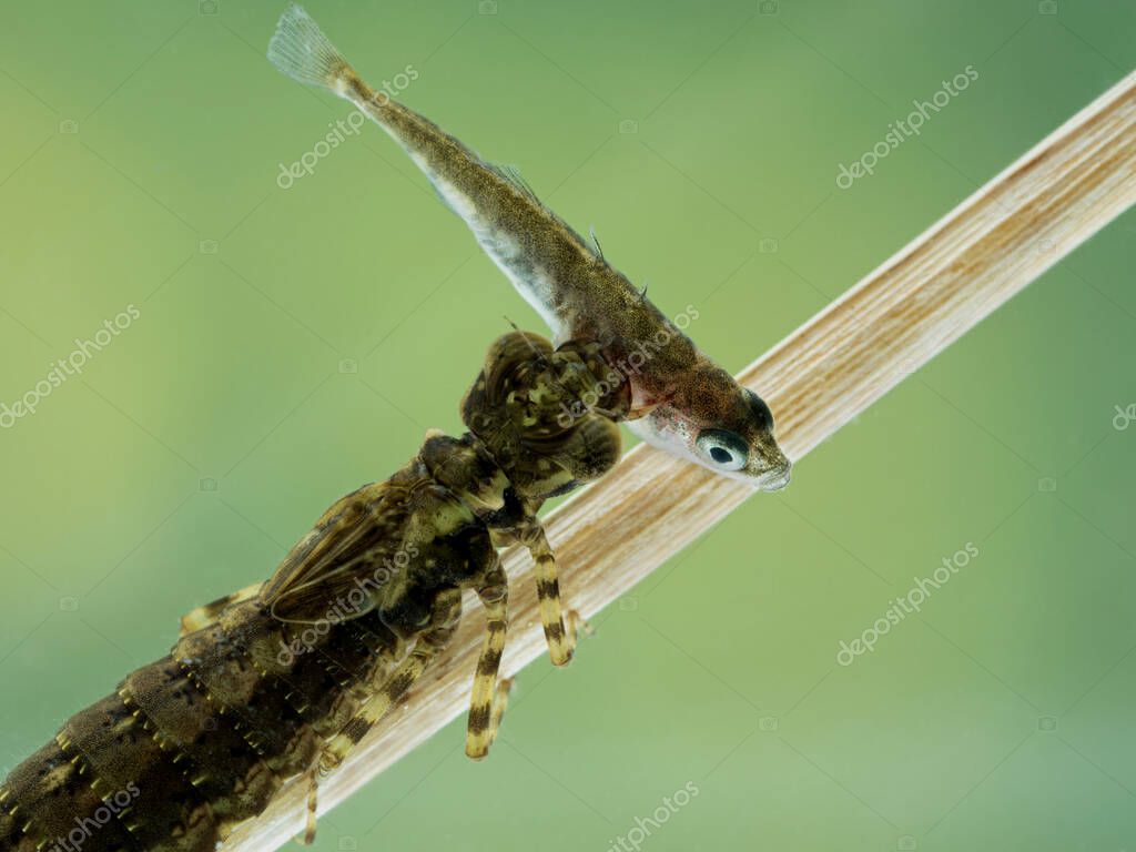 Vista dorsal de una ninfa libélula acuática (o náyade) (especie ...