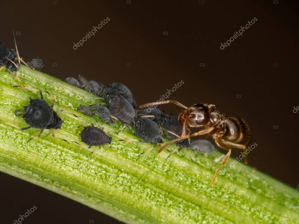 Hormiga de campo, especie Formica, cuidando áfidos. Anta protege a los ...