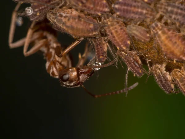 Armored insects Stock Photos, Royalty Free Armored insects Images ...