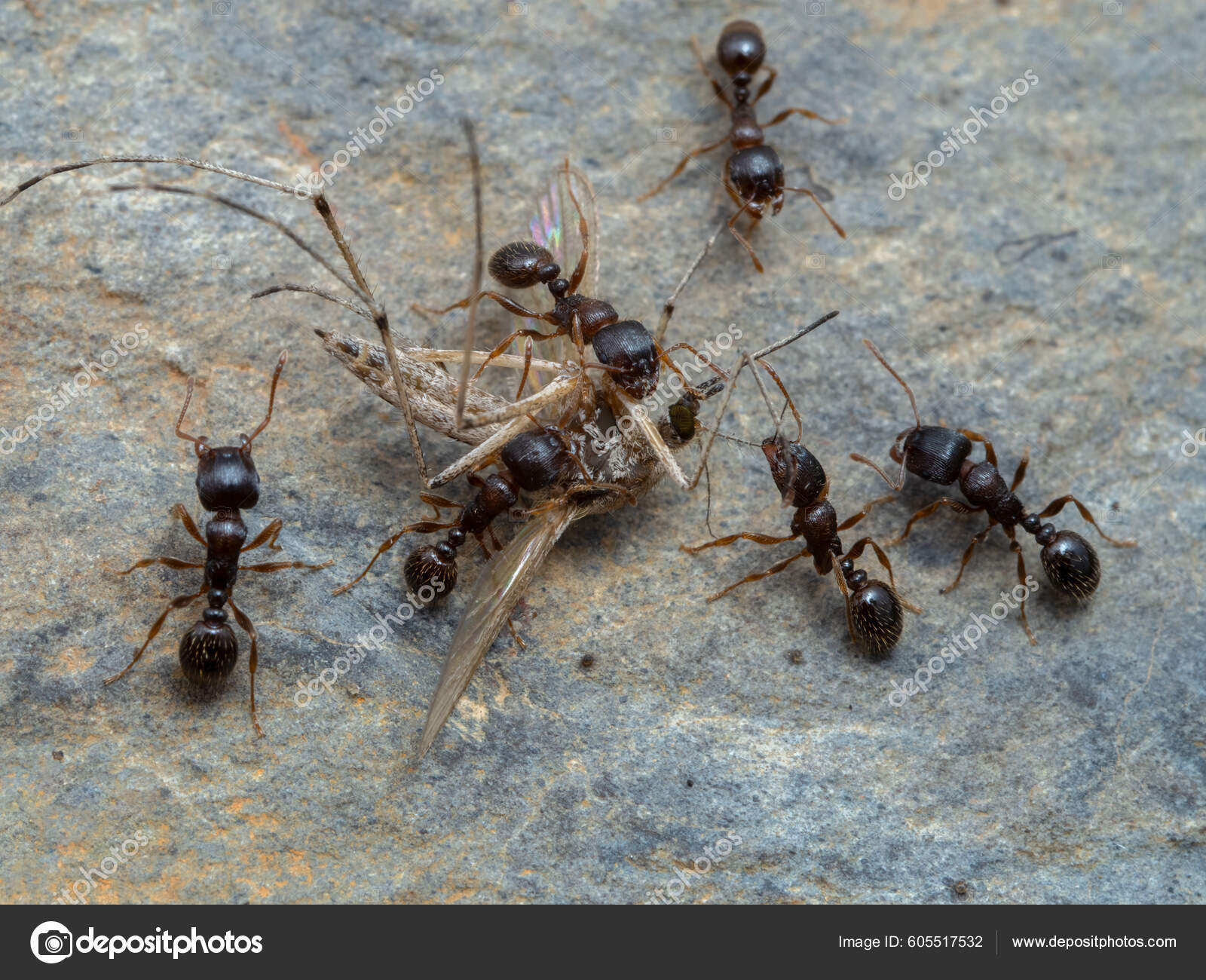 Tiny Pavement Ants Tetramorium Immigrans Dismembering Mosquito Aedes ...