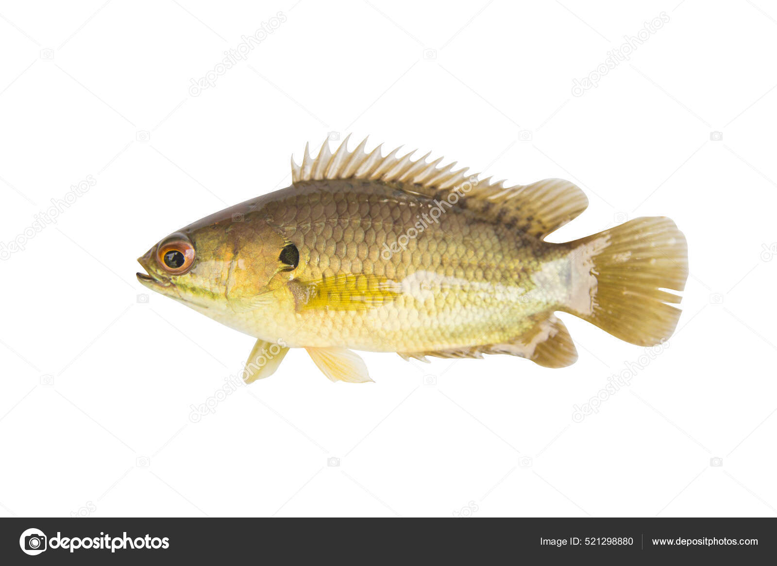 Climbing Perch Climbing Gourami Gold Fish Isolated White Background ...