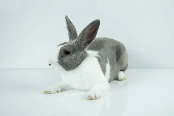 Himalayan rabbit white background images libres de droit, photos de ...