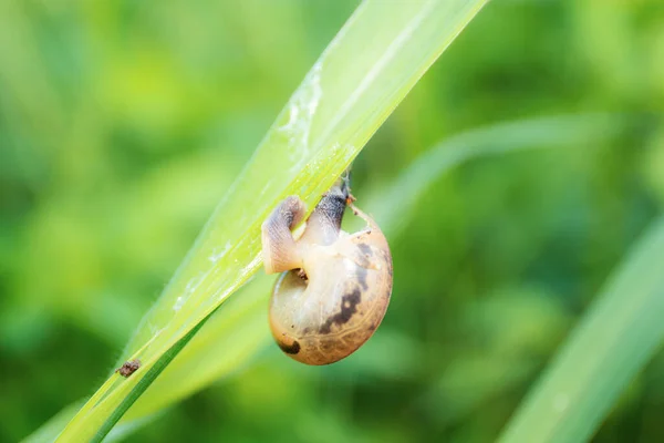Rice field snails Stock Photos, Royalty Free Rice field snails Images ...