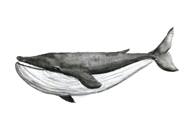 Dibujos Ballenas Y Su Dria