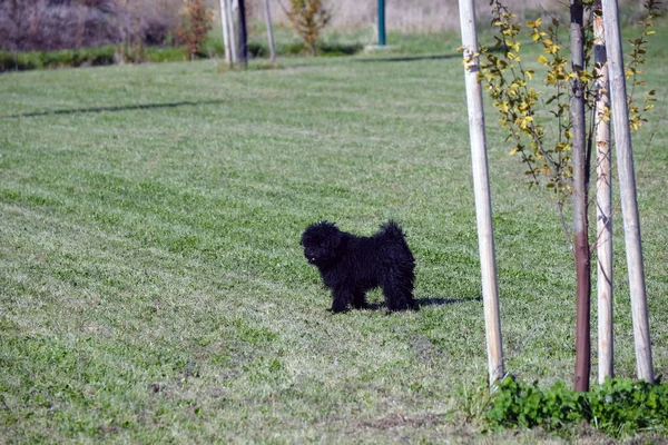 Paschimottanasana Stock Photos, Royalty Free Paschimottanasana Images ...