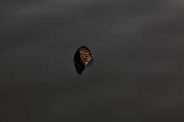 ยักษ์ในแม่น้ำ Stock Photos, Royalty Free ยักษ์ในแม่น้ำ Images ...