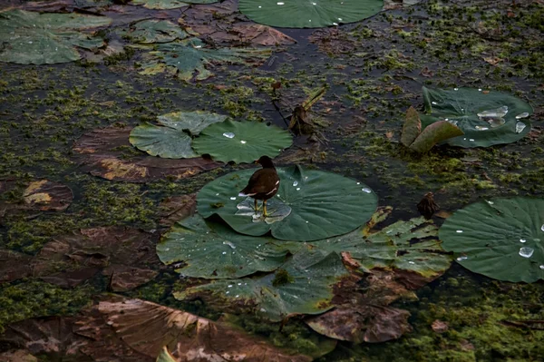 Folha de lótus murcha Stock Photos, Royalty Free Folha de lótus murcha ...