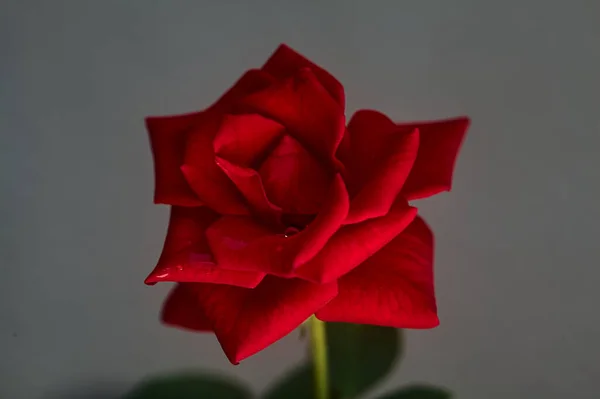A rose Stock Photos, Royalty Free A rose Images | Depositphotos