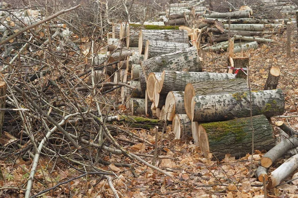 Men logging Stock Photos, Royalty Free Men logging Images | Depositphotos