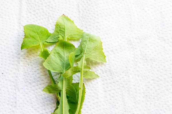 Hojas micro shiso rojo Stock Photos, Royalty Free Hojas micro shiso ...