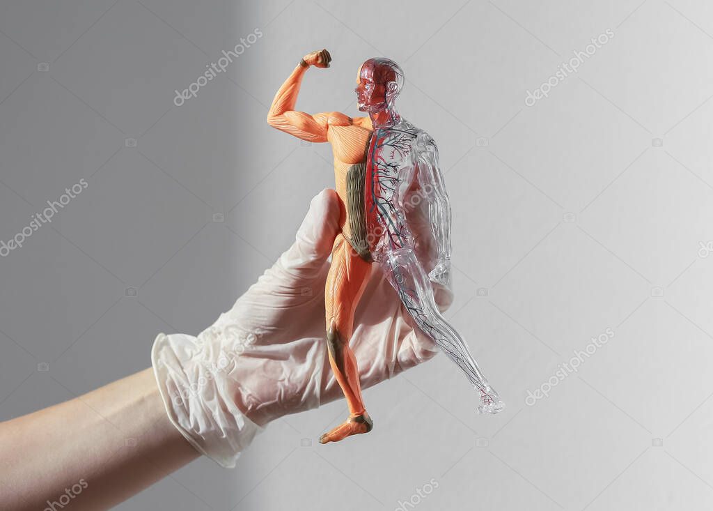 modelo de cuerpo humano sin piel 3d con sistemas circulatorios y ...