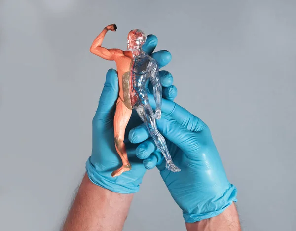 Listening with stethoscope skinless human 3d body model. Banner with ...