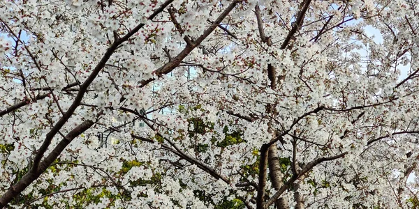 Canberra spring Stock Photos, Royalty Free Canberra spring Images ...