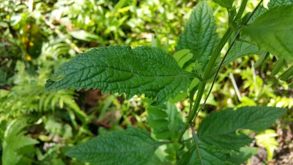 Femme 2c cueillette de feuilles d'ortie images libres de droit, photos ...
