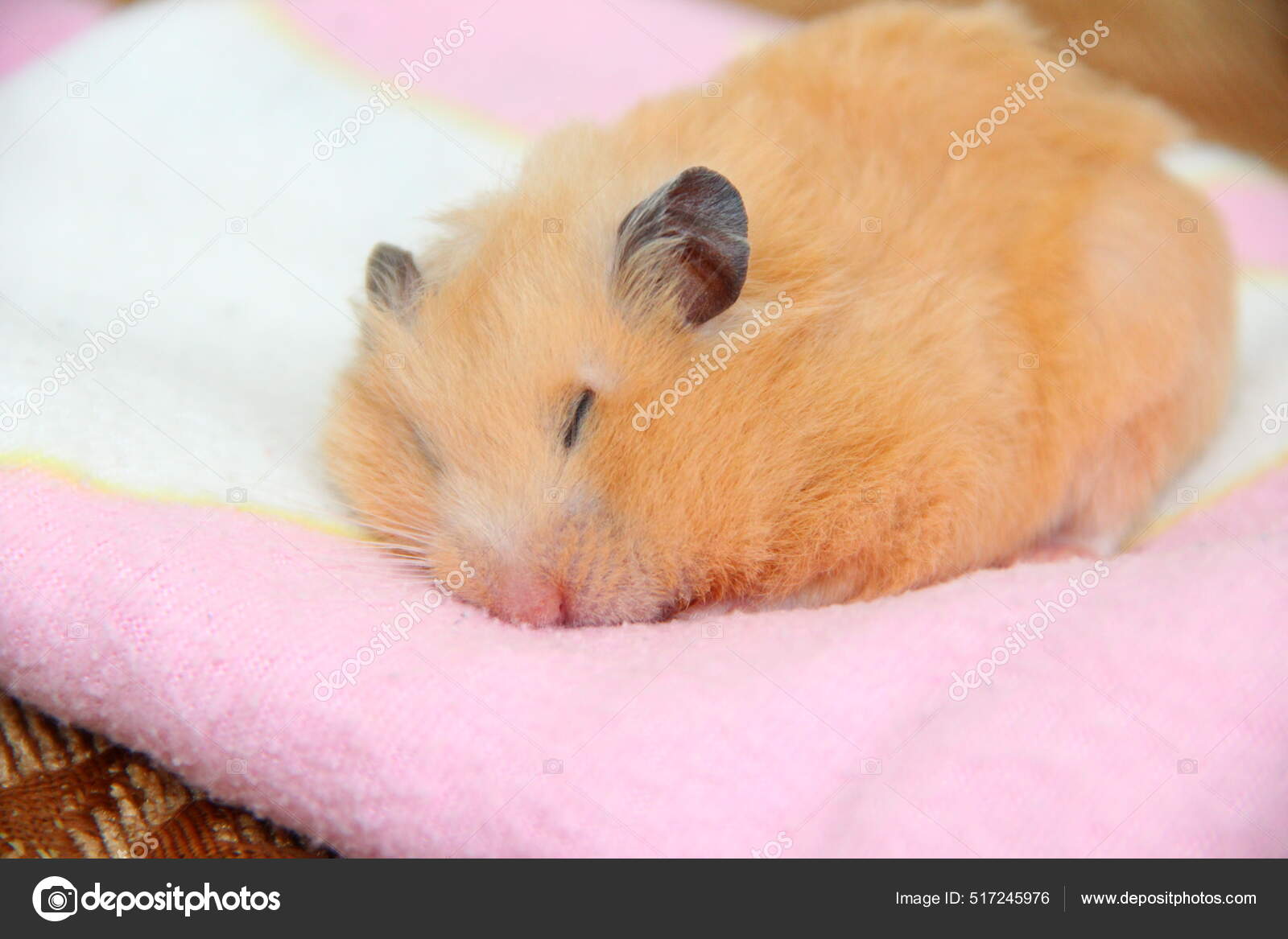 Cute Hamsters Sleeping
