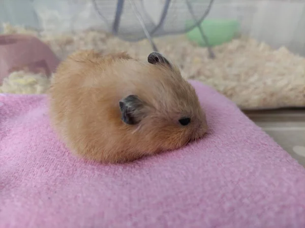 Sad hamster figure Stock Photos, Royalty Free Sad hamster figure Images ...