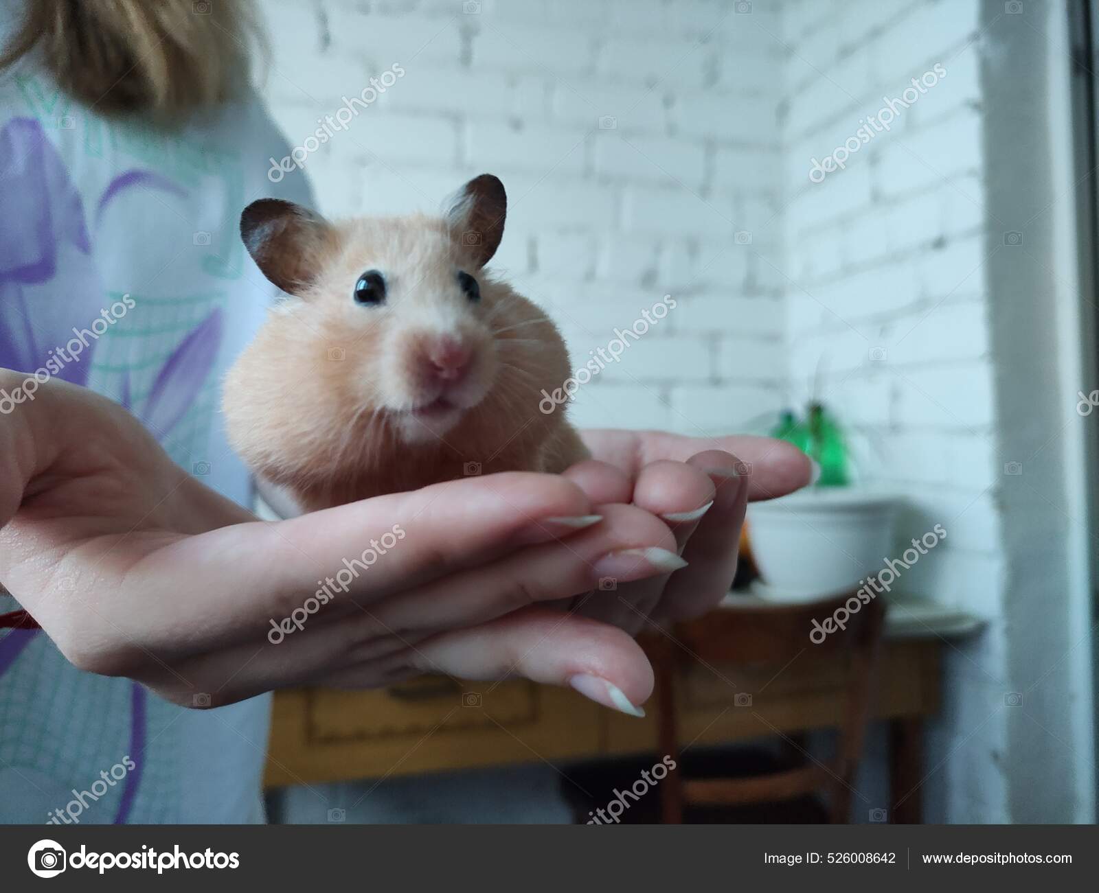Syrian Hamster Sits Female Hands — Stock Photo © AlexMilan #526008642