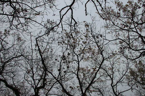 Bare Trees Background