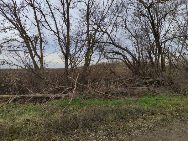 Forest belt, wind protection near agricultural field in the winter ...