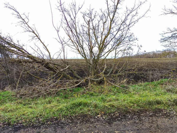 Forest belt, wind protection near agricultural field in the winter ...