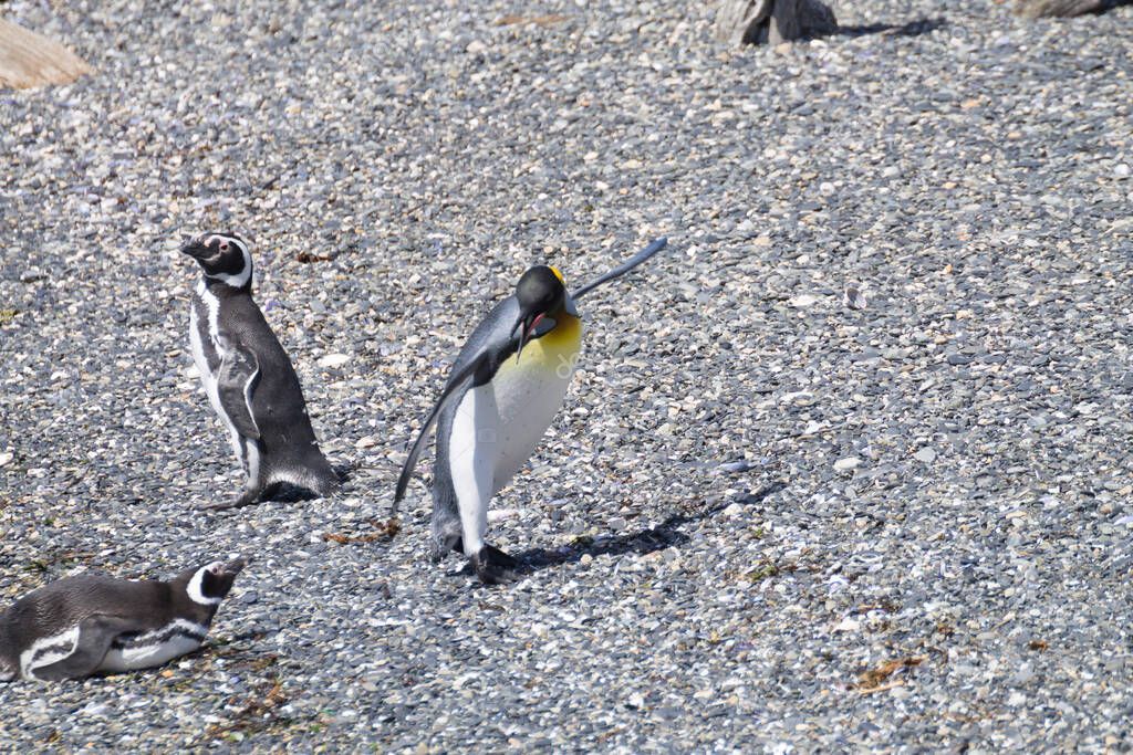 Pingüino rey en la playa de la isla Martillo, Ushuaia. Parque Nacional Tierra del Fuego. Vida ...