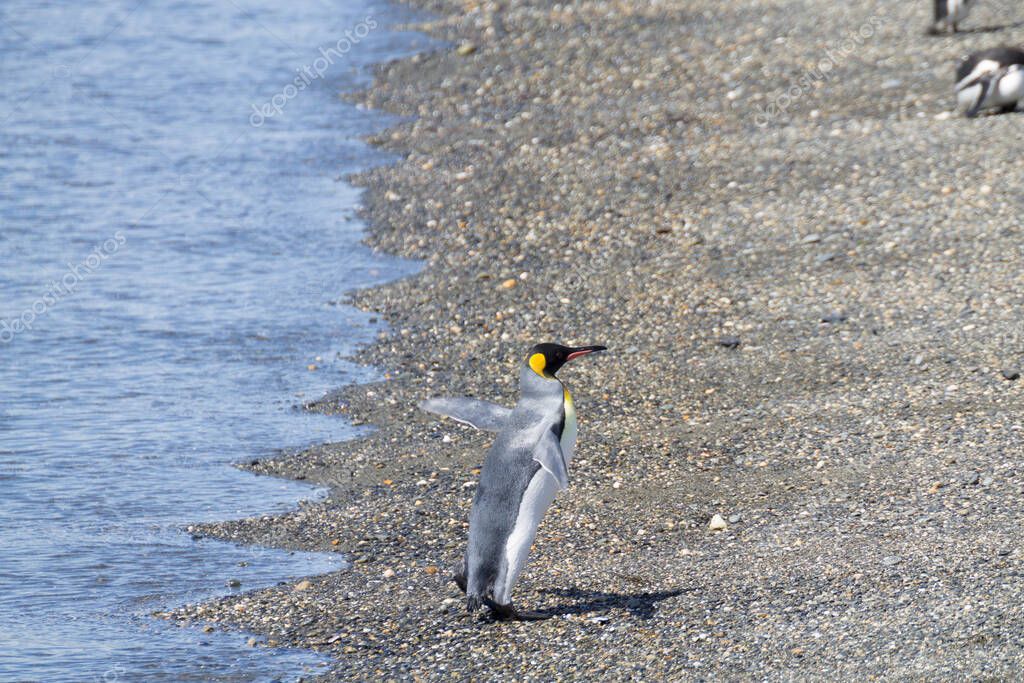 Pingüino rey en la playa de la isla Martillo, Ushuaia. Parque Nacional ...
