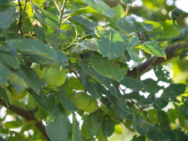 Indian fig tree Stock Photos, Royalty Free Indian fig tree Images ...