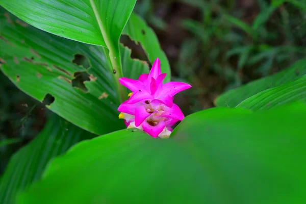 Flower of laos Stock Photos, Royalty Free Flower of laos Images ...