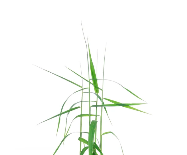 100,000 Switchgrass Vector Images | Depositphotos