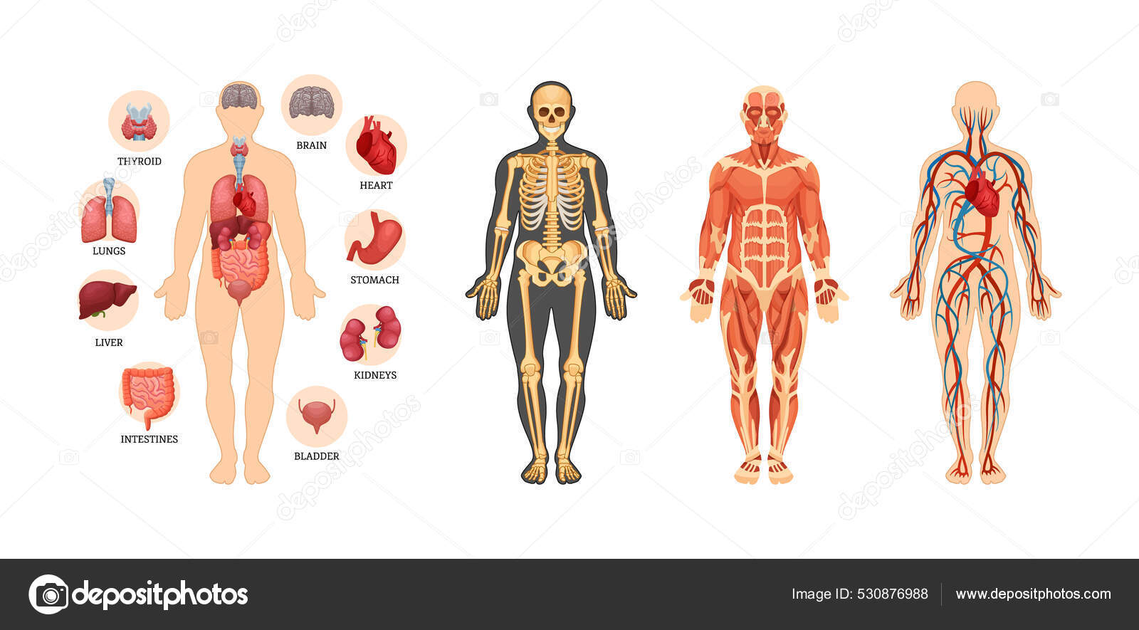 Esquema Anatomía Humana Establecido Órgano Interno Con Inscripciones ...