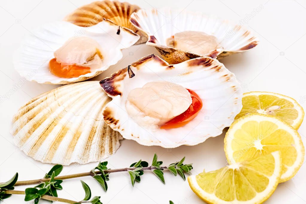 Vieiras crudas en conchas con limón y hierbas sobre fondo blanco ...
